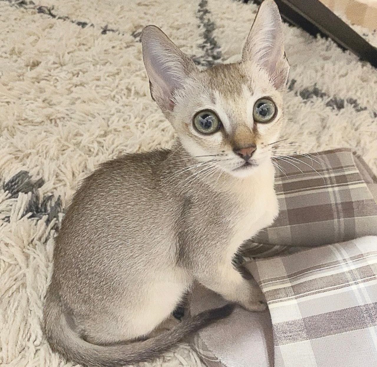 Singapura Kittens For Sale – Smallest & Sweetest Breed Available Now